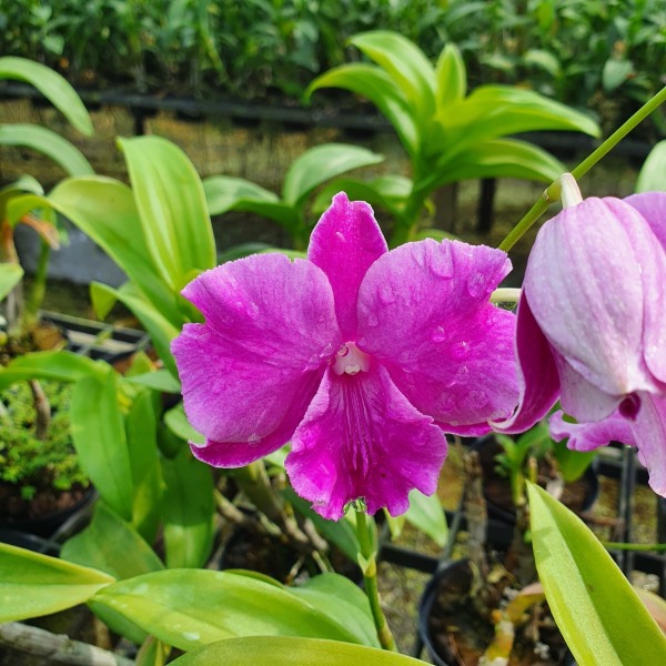 Jual tanaman anggrek dendrobium bunga bulat kanjana dragon | Shopee ...
