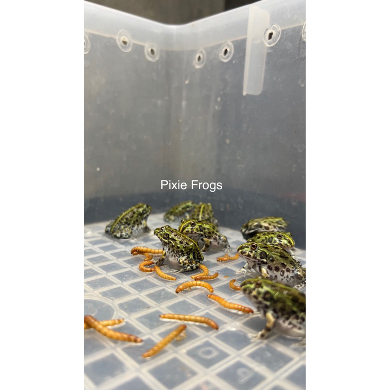 Jual Pixie Frogs (Giant African Bullfrogs) Bukan Pacman | Shopee Indonesia