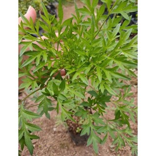 Jual Bibit Daun Suring Atau Kenikir | Daun Herbal | Berbagai Manfaat ...