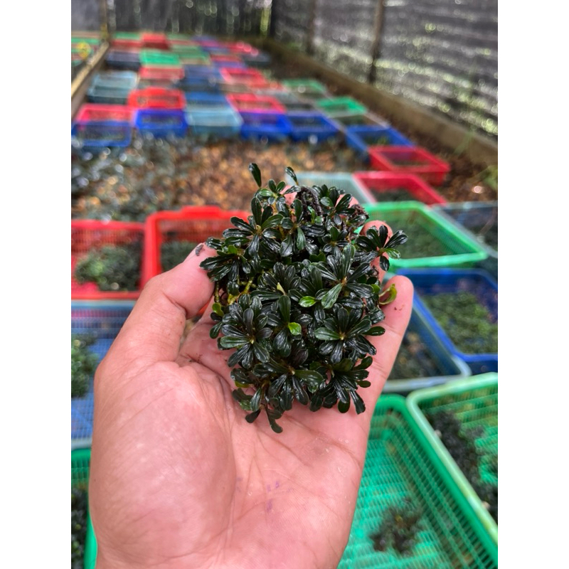Jual BUCEPHALANDRA KAPIT K5 (per clump) | Shopee Indonesia