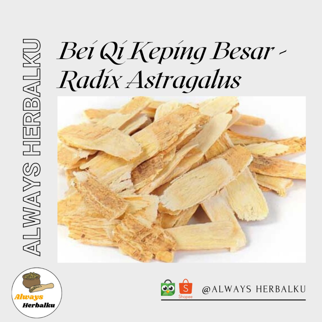 Jual Pak khi keping besar / Bei qi / Radix astragalus / Huang qi (250 ...
