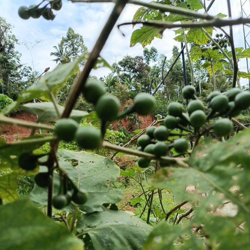 Jual BUAH CEPOKAK/TAKOKA 1 Kg SEGAR BARU PETIK,. #LEUNCA HUTAN | Shopee ...