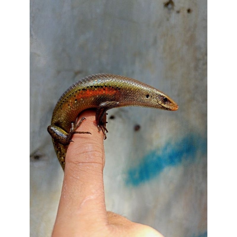Jual [PO-MURAH] Kadal Kebun, Mabuya, Peliharaan, Aviari Mini, Obat ...
