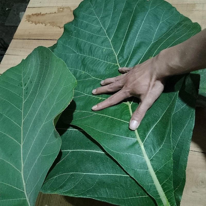 Jual Daun jati 500 gram, termurah, 1/2 kg | Shopee Indonesia