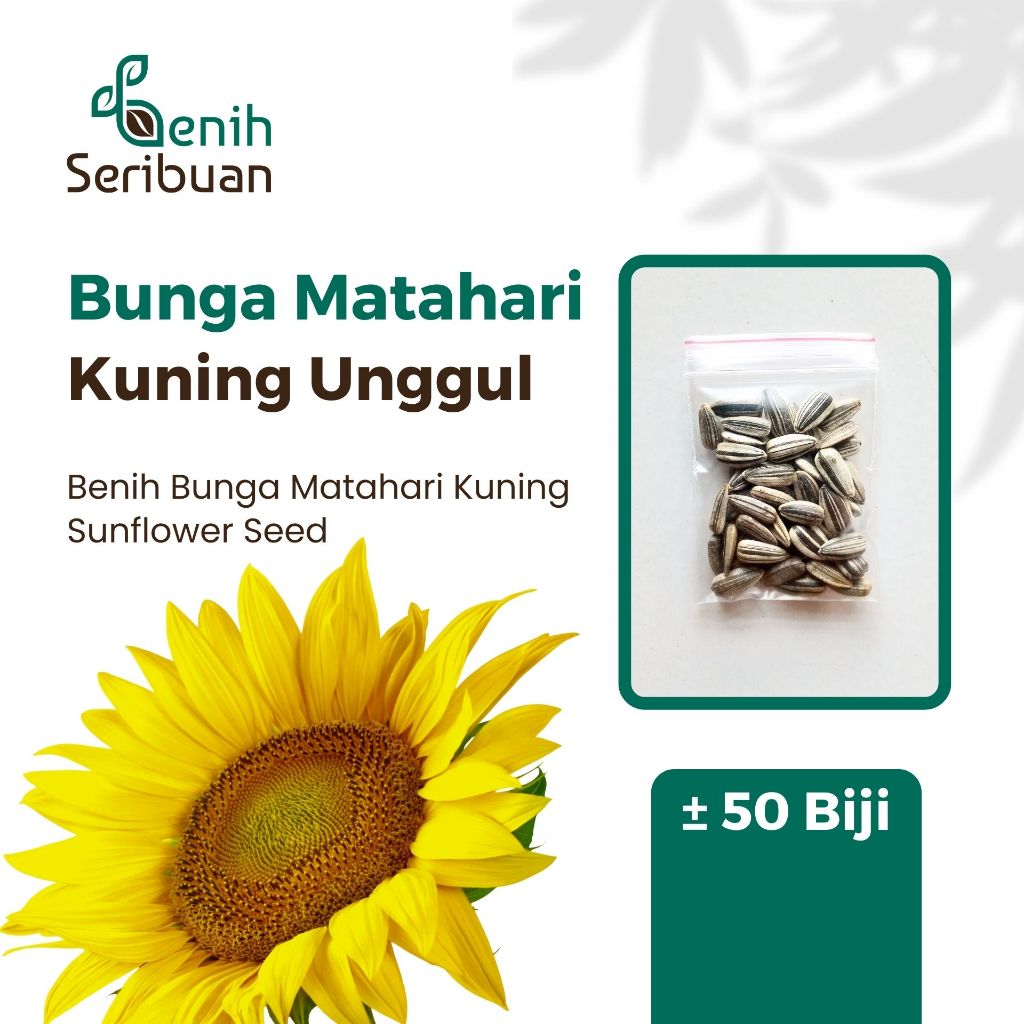 Jual 50 Benih Bunga Matahari Kuning Unggul Bibit Tanaman Bunga Biji ...