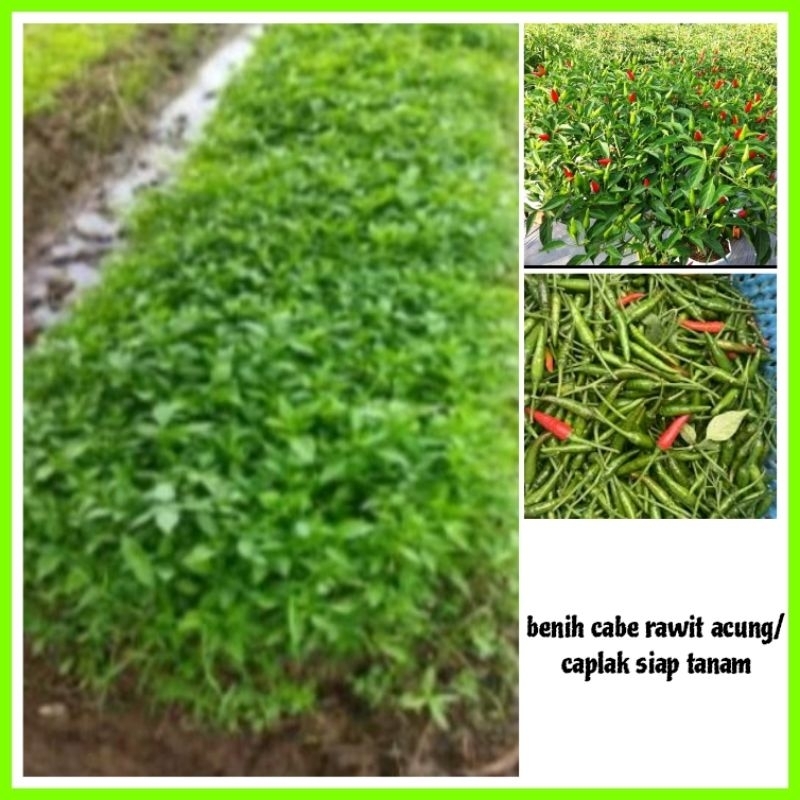 Jual benih cabe rawit acung/caplak SIAP TANAM isi(50 batang) | Shopee ...