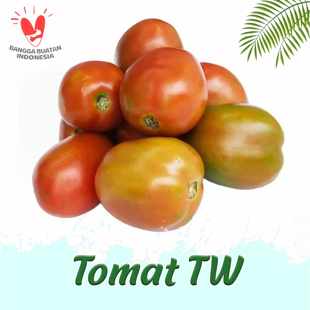 Jual TOMAT TW TOMAT SAYUR KUALITAS TOP HARGA MURAH | Shopee Indonesia