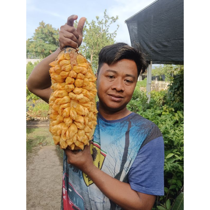 Jual Tanaman Cempedak Merah Thailand Siap Berbuah | Shopee Indonesia