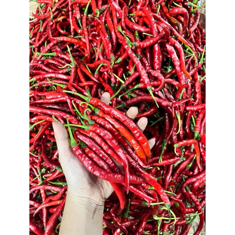 Jual Cabai Keriting Merah berat 500gram -Banyuwangi | Shopee Indonesia