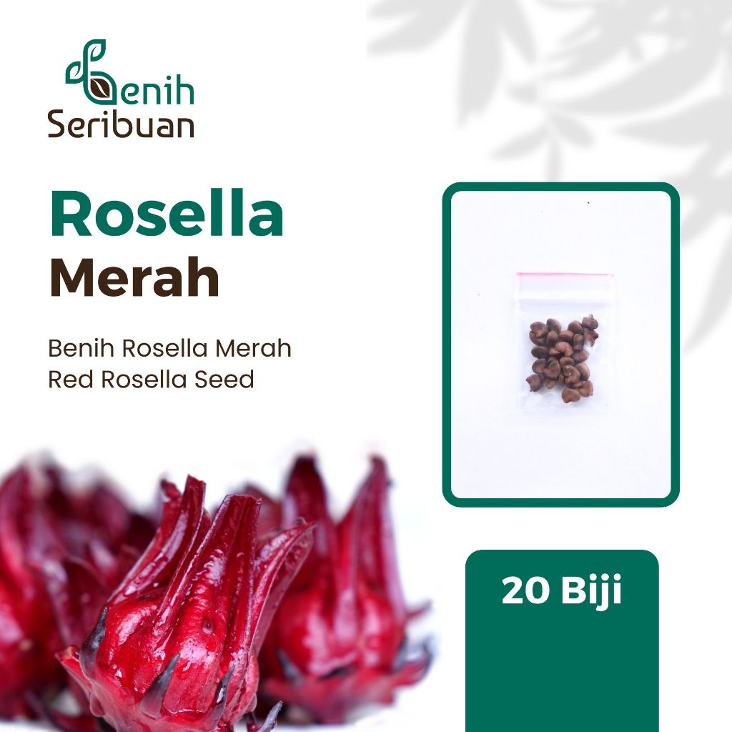 Jual Benih Seribuan - 20 Bibit Bunga Rosella Merah Tanaman Herb Unggul ...