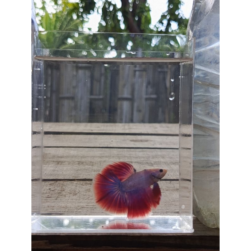 Jual HIASAN AQUARIUM SOLITER CUPANG HALFMOON SUPER | Shopee Indonesia