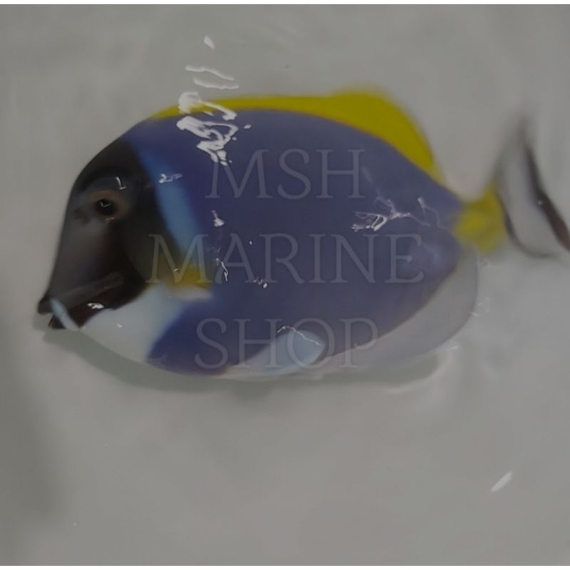 Jual Ikan Hias Laut Botana Biru | Shopee Indonesia