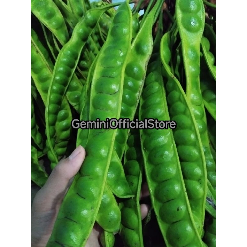 Jual Jual pete petai superr segar per 5 papan | Shopee Indonesia