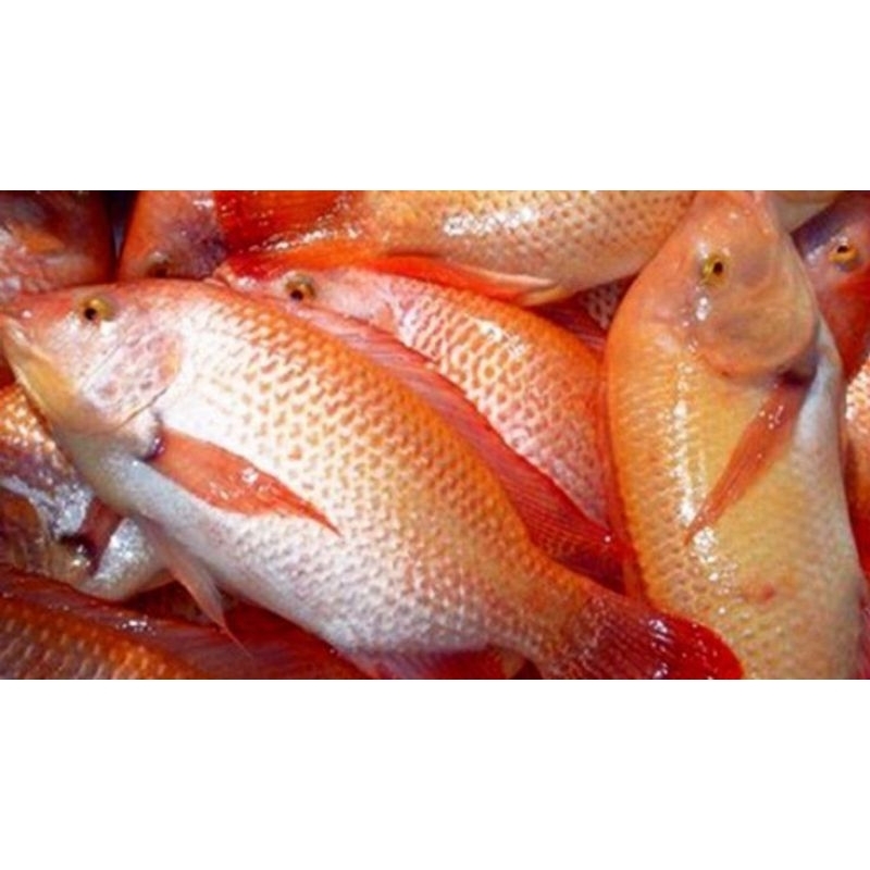 Jual Ikan Nila Merah 500g | Shopee Indonesia