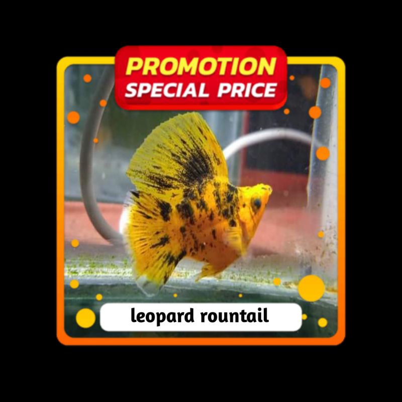 Jual molly leopard rountail 1 ornament akuarium | Shopee Indonesia