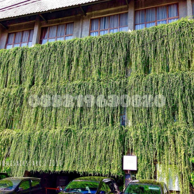 Jual LEE KWAN YEW PAKET 50 BATANG PANJANG 60-100 CM|| LI KWAN YU ...