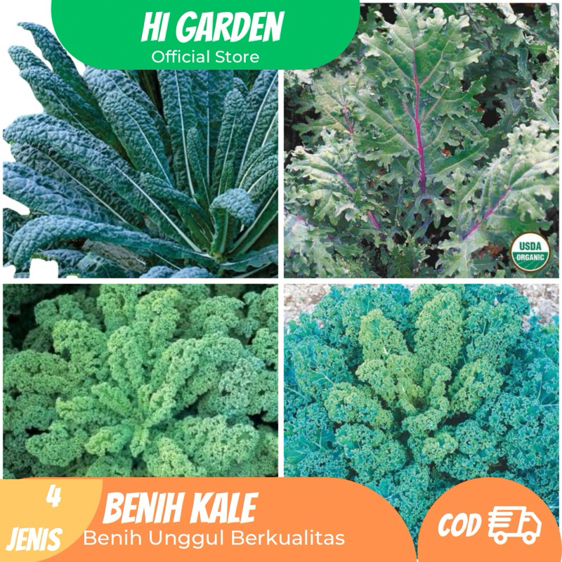 Jual Paket 4 Jenis Bibit kale Ratu Sayuran Benih Kale Unggul Kale Nero ...