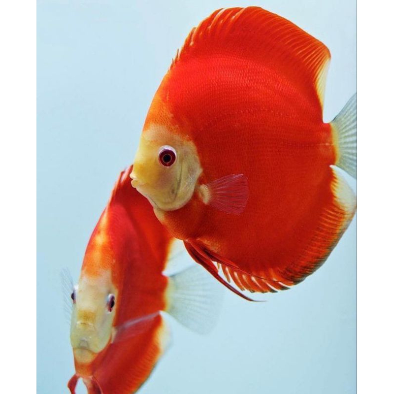 Jual Discus Red Golden Diamond / RGD //Hias Aquarium | Shopee Indonesia