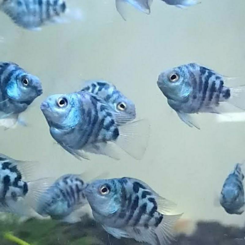 Jual ikan blue polar perrot fish / ikan hias bluepolar fish perot dan ...