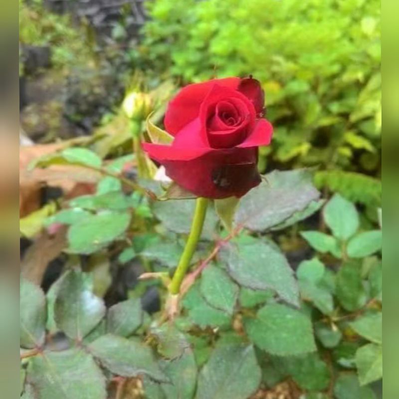 Jual Bibit Bunga Mawar Merah Sudah Berbunga | Shopee Indonesia