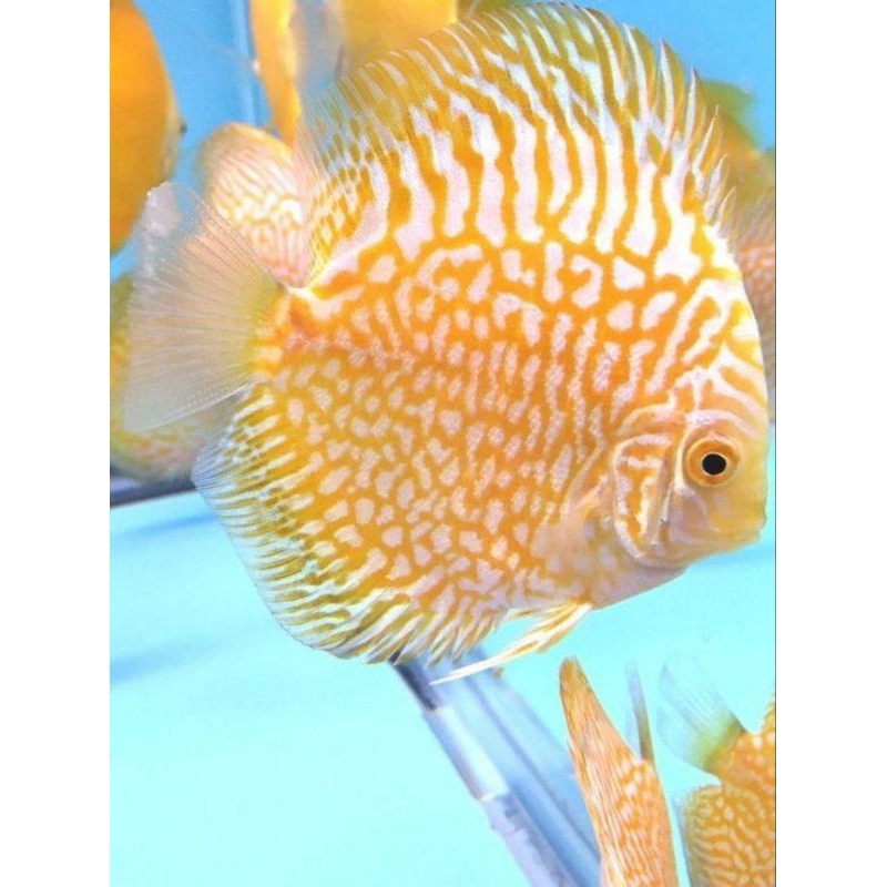 Jual Discus Yellow Pigeon ckb // ikan hias aquarium | Shopee Indonesia