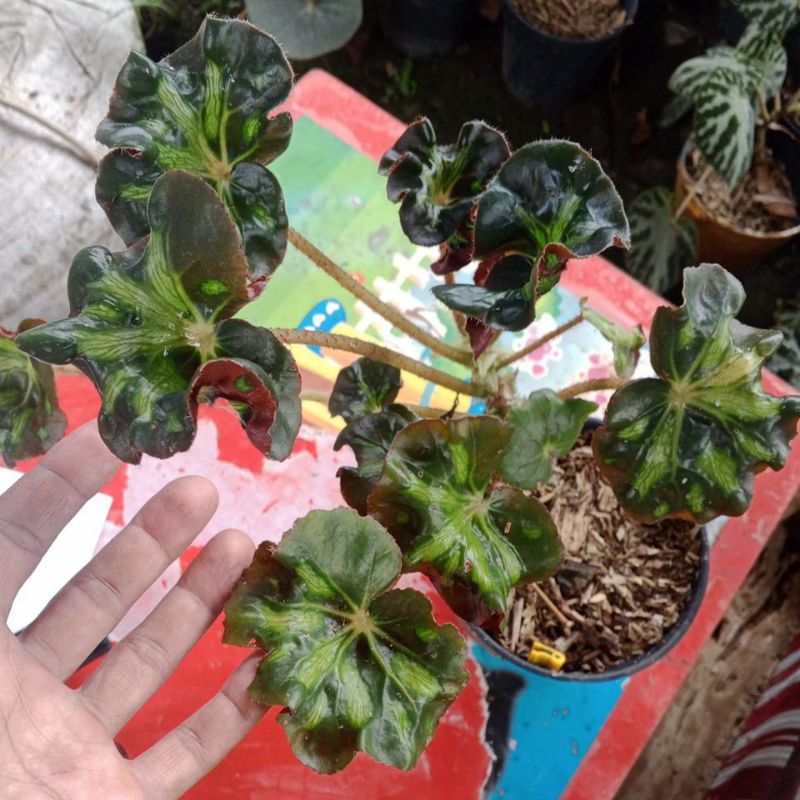 Jual bunga begonia kriwil/curly/keriting | Shopee Indonesia