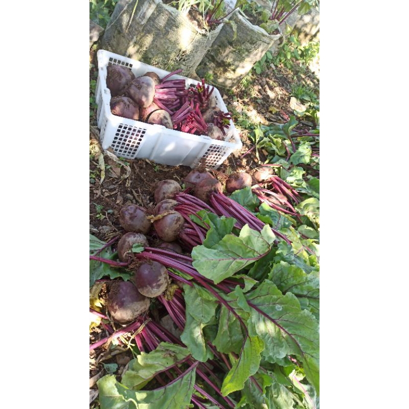 Jual bit root fresh organik 1 kg dari kebun | Shopee Indonesia
