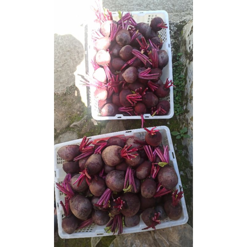 Jual bit root fresh organik 1 kg dari kebun | Shopee Indonesia