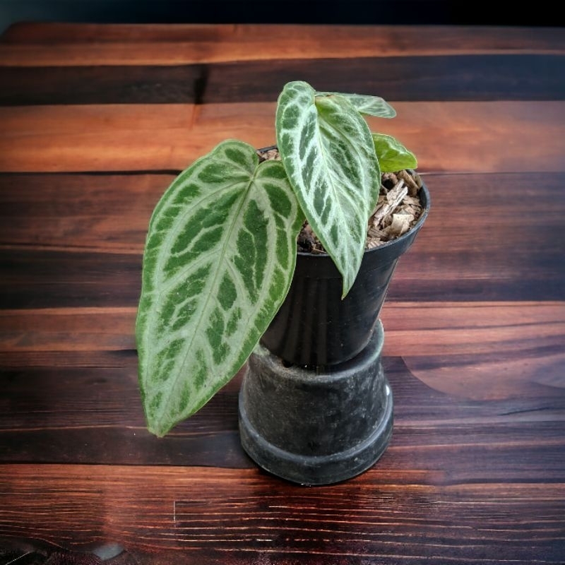 Jual Tanaman Hias Anthurium Silver Mutasi Narrow Real Pick Shopee