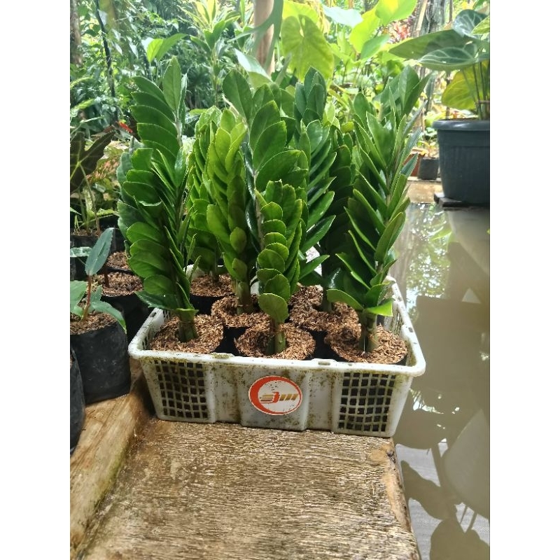 Jual Tanaman hias zamia dollar | Shopee Indonesia