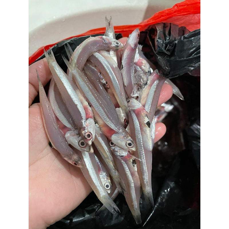 Jual Ikan Teri Basah Segar 1kg | Shopee Indonesia