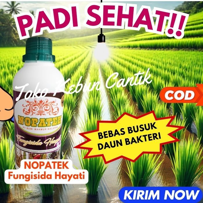 Jual OBAT ALAMI NOPATEK 500ml Fungisida Hayati untuk Penyakit Kresek ...