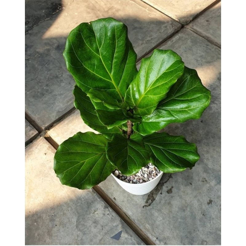 Jual Promo COD!!! tanaman hias indoor Ketapang biola - Ketapang biola ...