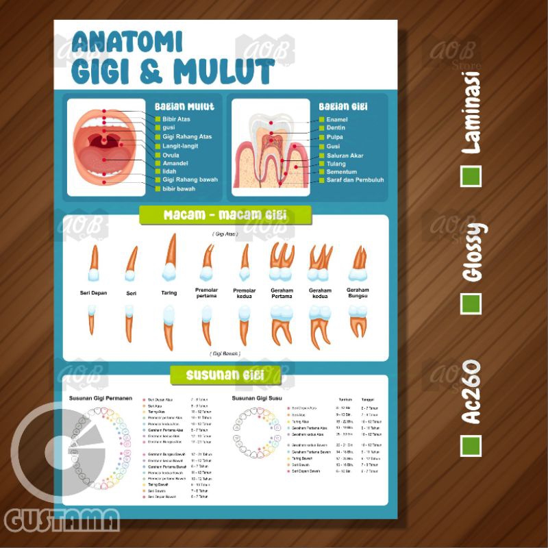 Jual Poster Anatomi Gigi dan Mulut, Promosi Kesehatan Poliklinik Gigi Laminasi A3 | Shopee Indonesia
