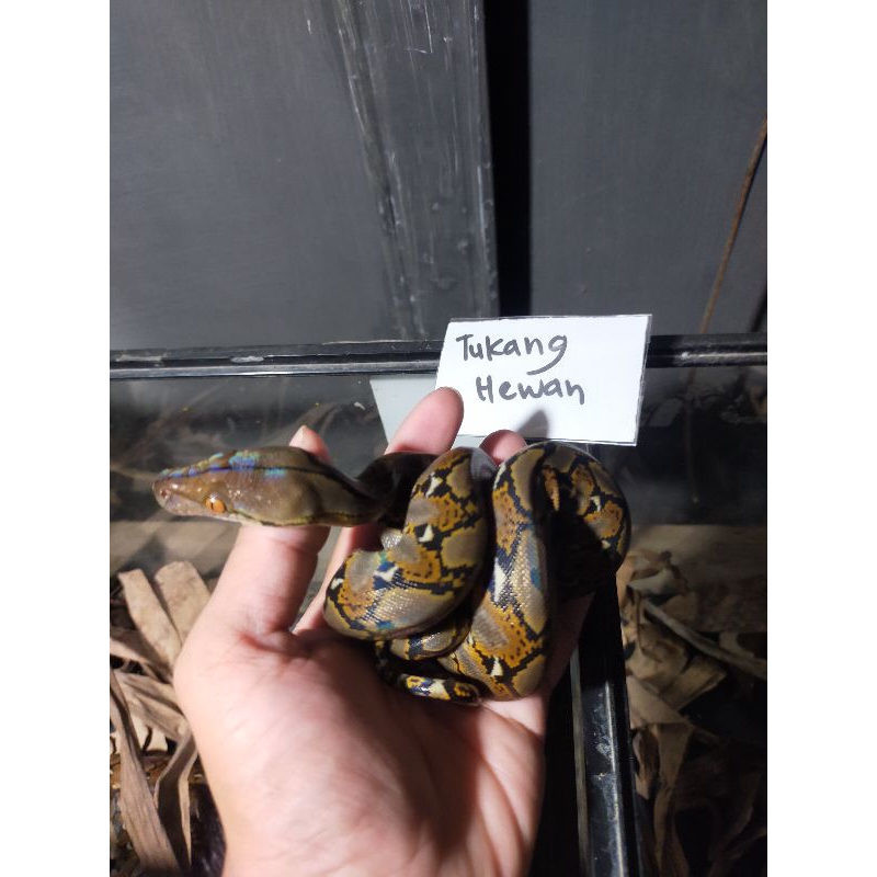 Jual retic python ~ sanca | Shopee Indonesia