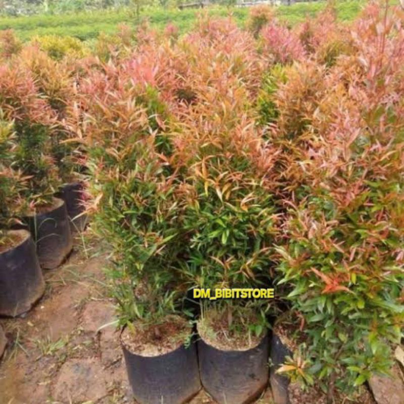 Jual Bibit Pucuk Merah Tinggi 1 Meter Rimbun Siap Tanam | Tanaman Hias ...