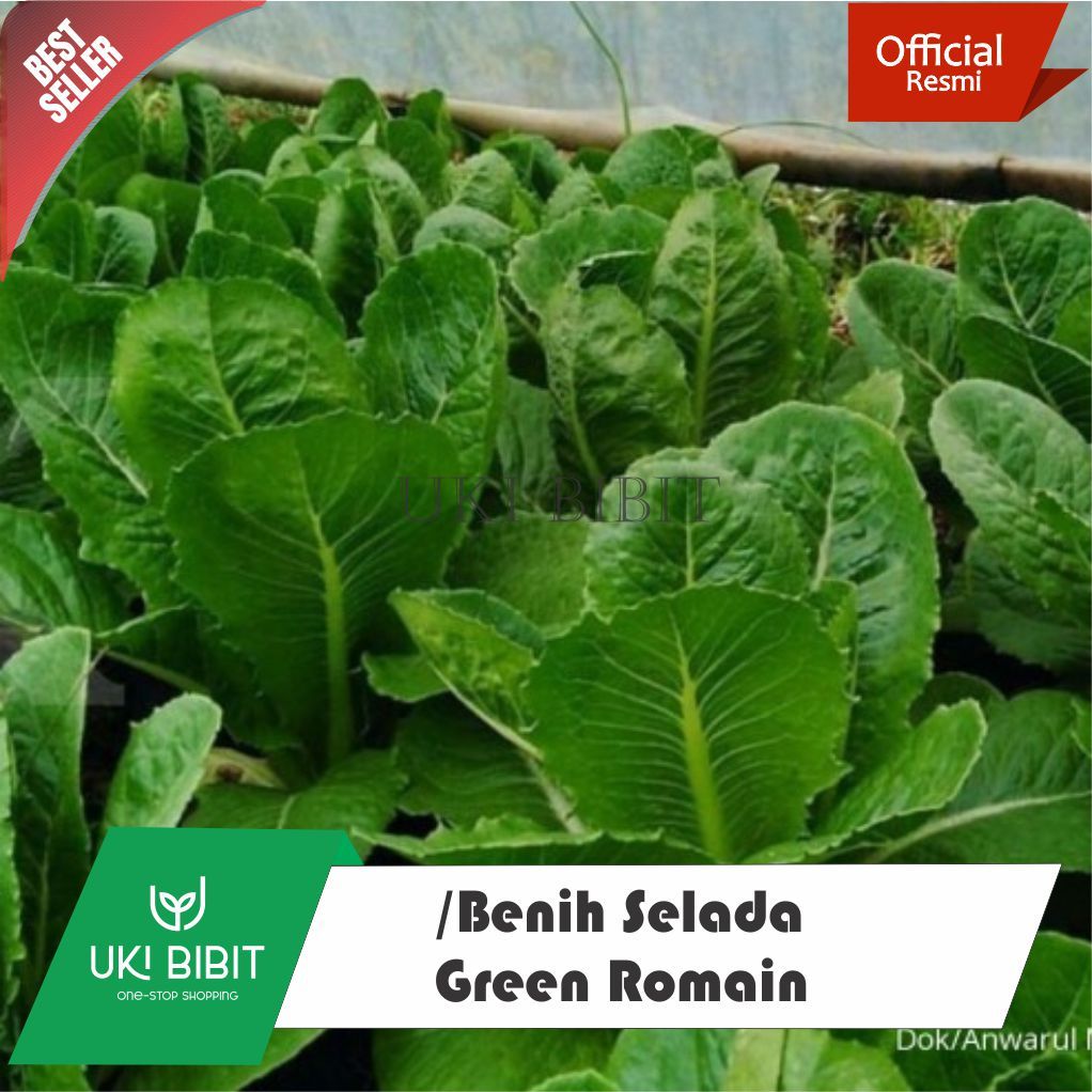 Jual ( 100 Butir ) Benih Biji Selada Green Romaine | Lettuce Green ...