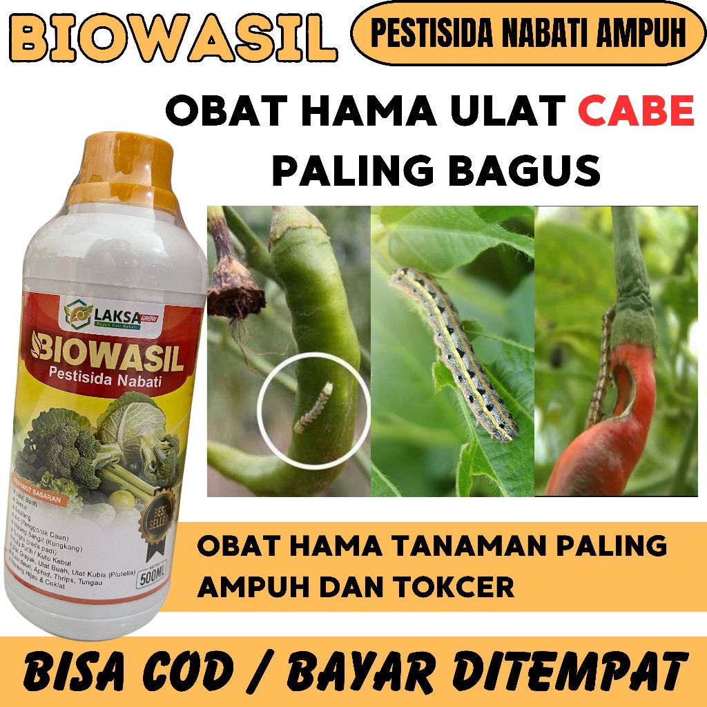Jual obat hama ulat cabe paling ampuh Biowasil 500 ML obat hama ulat pada tanaman cabe | Shopee ...