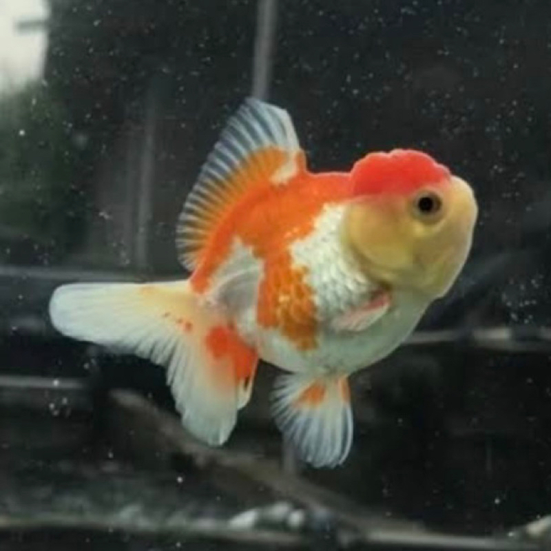 Jual IKAN HIAS KOKI ORANDA RW / IKAN KOKI BULAT / IKAN HIAS AQUARIUM ...