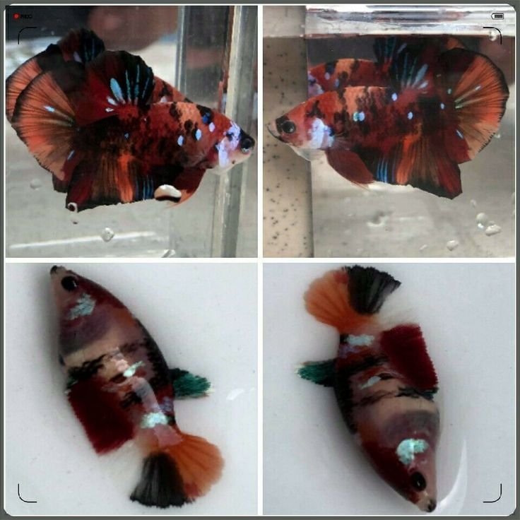 Jual SEP4S4NG IK4N CUP4NG VARIASI STIK KACA FLARING IKAN CUPANG ...