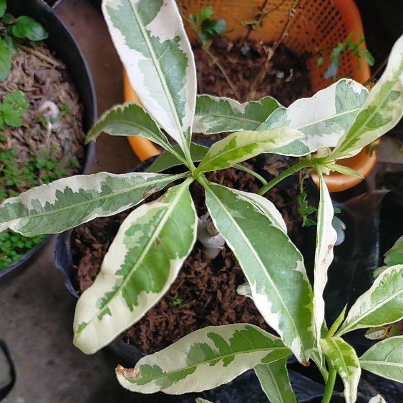 Jual Baobab Varigata Putih/ Adansonia Baobab Vatigata Putih | Shopee ...