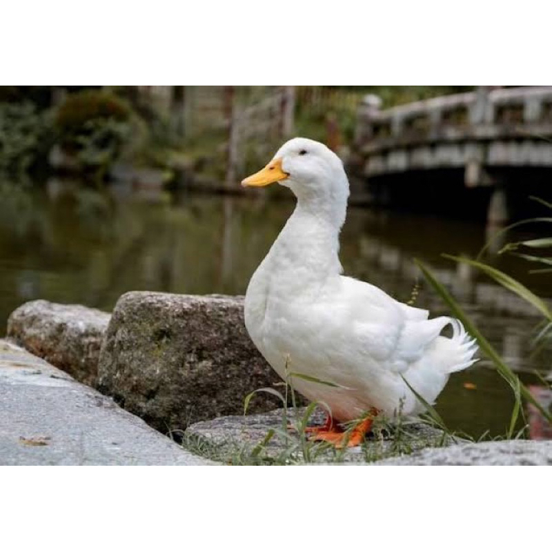 Jual TELUR FERTIL BEBEK PEKING F1 INDUKAN JUMBO UNTUK DI TETASKAN ...