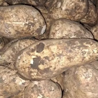 Jual Ubi Jalar Putih per Kg | Shopee Indonesia