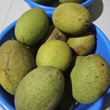 Jual Pelem Pakel mentah Segar 1 kg | Shopee Indonesia