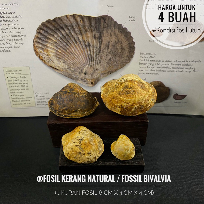 Jual Fosil Kerang Bivalvia Purba Natural B50 atau Fossil Kerang ...