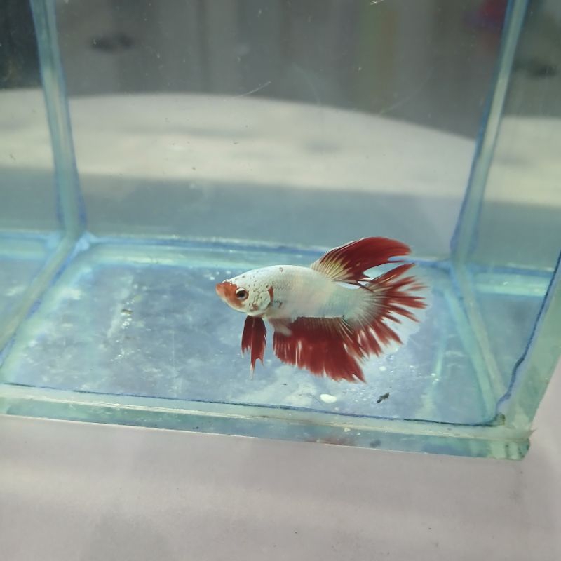 Jual Cupang HM Red Dragon Hiasan Aquarium | Shopee Indonesia