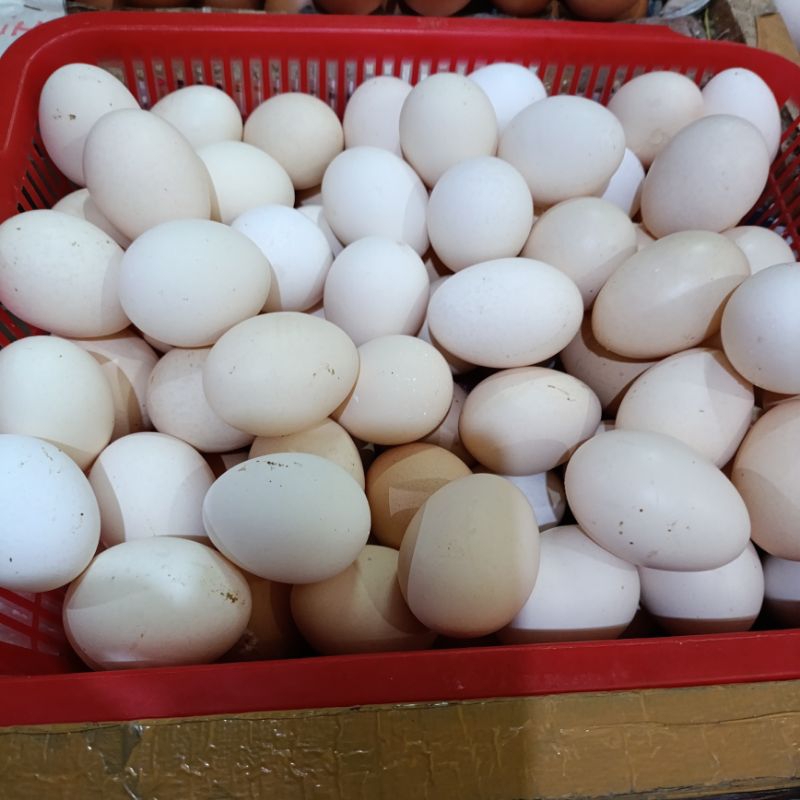 Jual Telur Ayam Kampung isi 6 Asli packing plastik mika | Shopee Indonesia