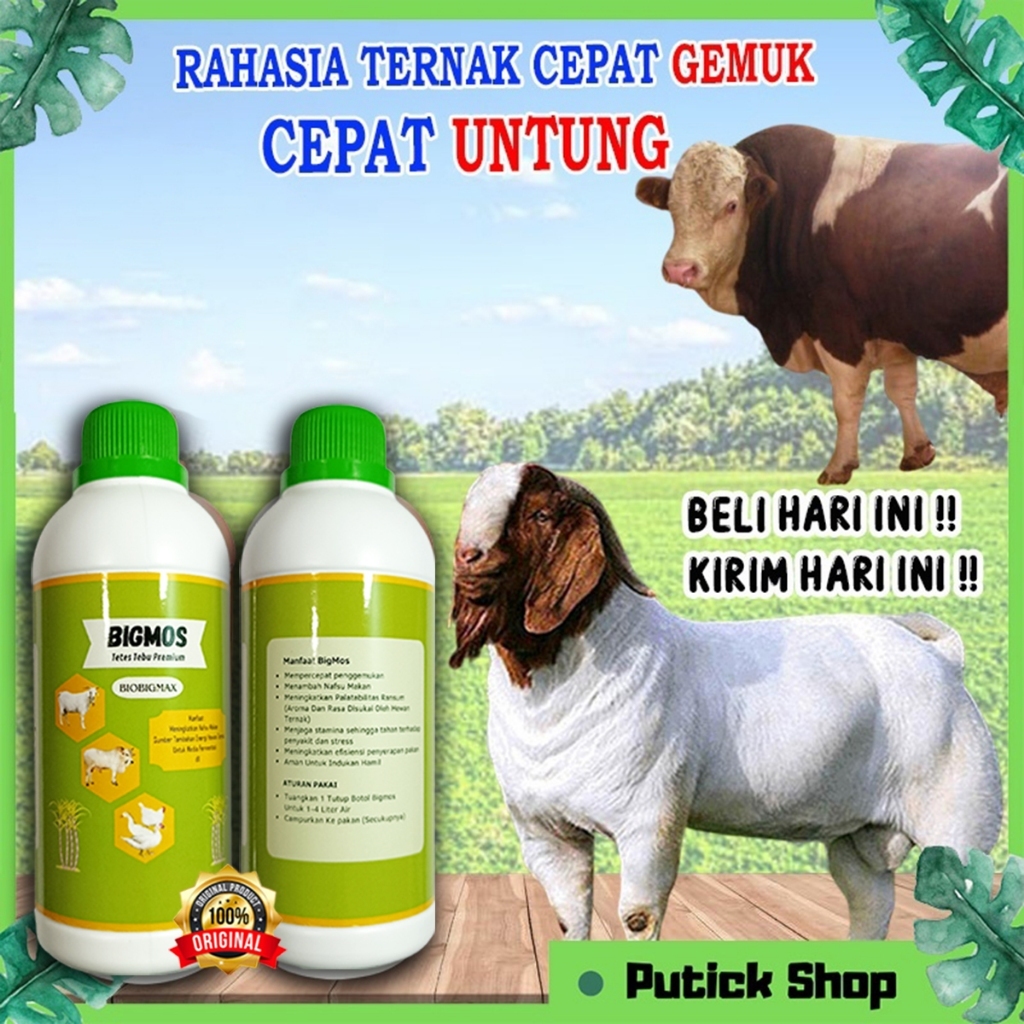 Jual Vitamin Kambing Biar Gemuk BIGMOS ORIGINAL Obat Kambing Cepat ...