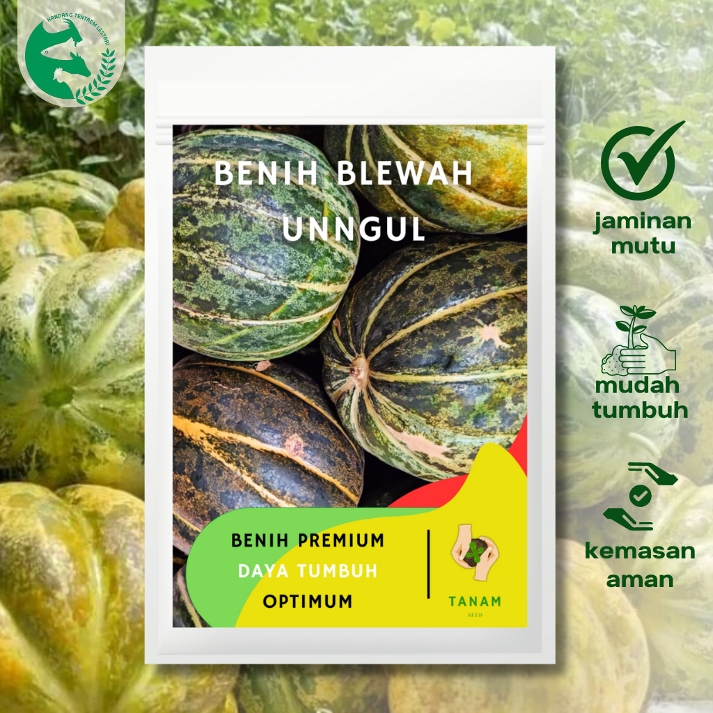 Jual Benih Blewah Unggul 5 gram TANAM SEED Ratusan Biji UNGGUL | Shopee ...