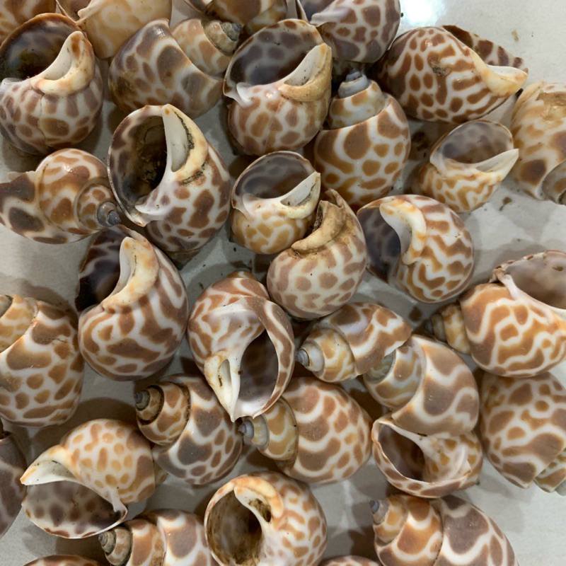 Jual (1kg) Kerang Bekicot Doreng Kerang Macan Keong Cangkang Kelomang ...